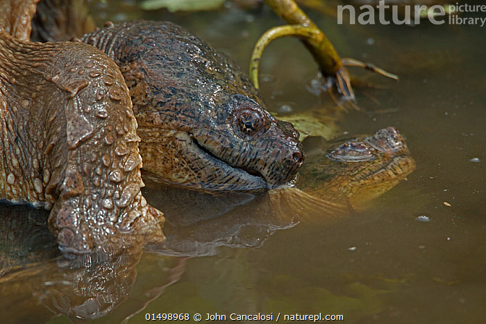 Stock photo of Snapping turtle (Chelydra serpentina) pair mating ...