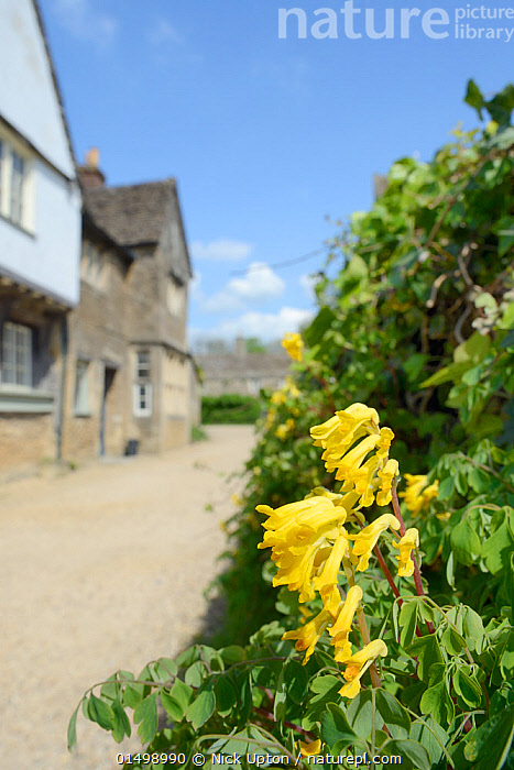 Stock photo of Yellow corydalis / Yellow fumitory (Pseudofumaria lutea ...