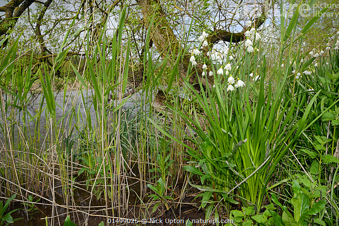 Stock photo of Summer snowflake / Loddon lily (Leucojum aestivum) clump ...