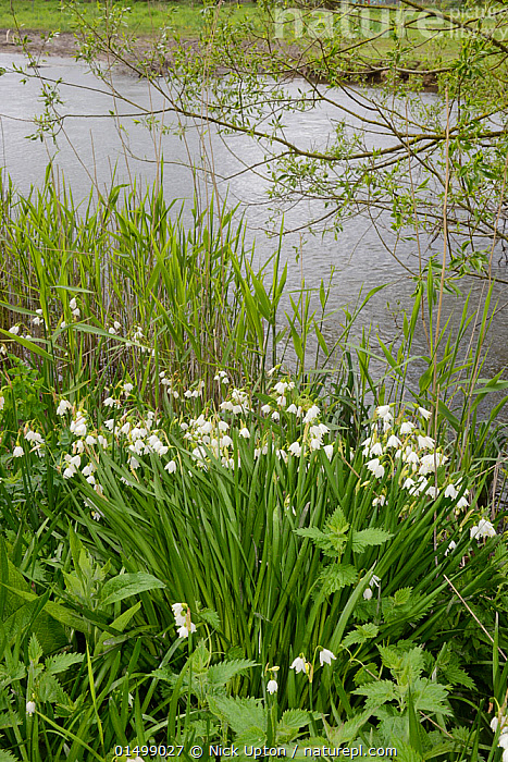 Stock photo of Summer snowflake / Loddon lily (Leucojum aestivum ...