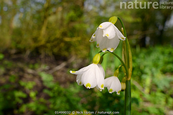 Stock photo of Summer snowflake / Loddon lily (Leucojum aestivum ...