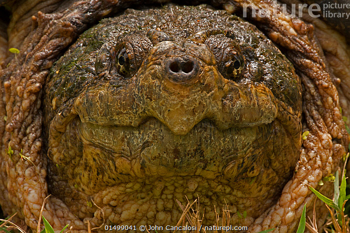 Stock photo of Snapping turtle (Chelydra serpentina) close up head ...