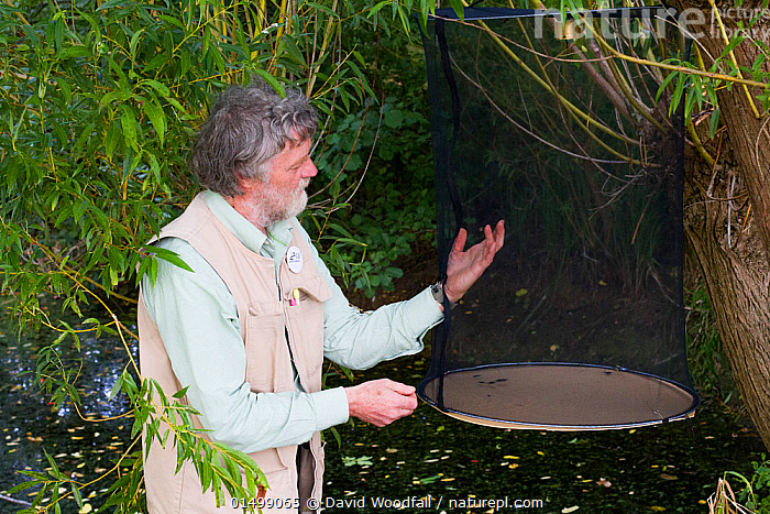Stock photo of Scientist Ivan Wright collecting insects from net during ...