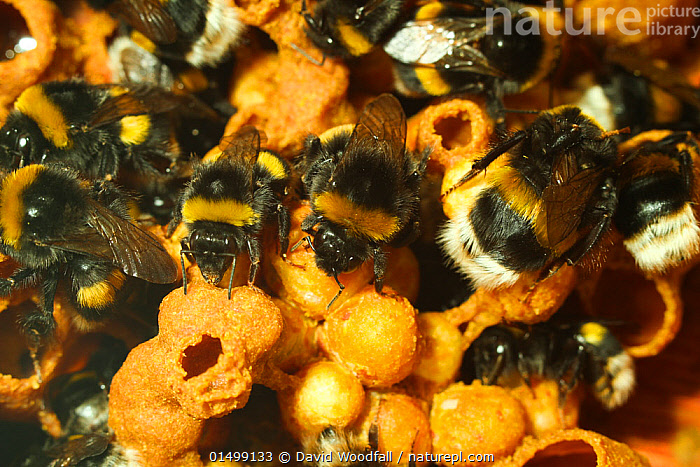 Stock photo of Buff tailed bumble bee (Bombus terrestris) some numbered ...