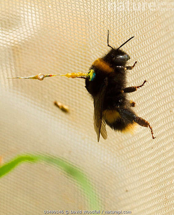 Stock photo of Buff tailed bumble bee (Bombus terrestris) queen in ...