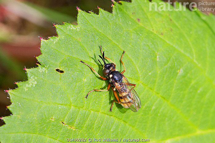 Stock photo of Parasitic fly (Conops quadrifasciatus) parasite of Red ...