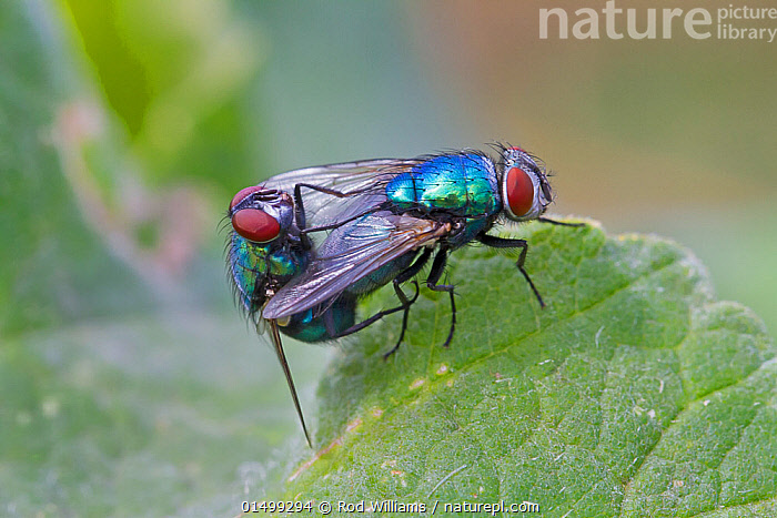 Stock photo of Greenbottles (Lucilia sp) mating pair, Ladywell Fields ...