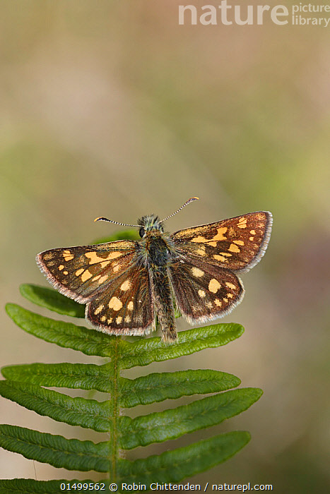 Stock photo of Chequered skipper butterfly, (Carterocephalus palaemon ...