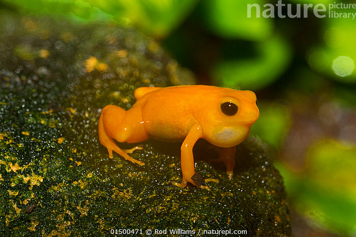 Stock photo of Golden mantella frog (Mantella aurantiaca) captive ...