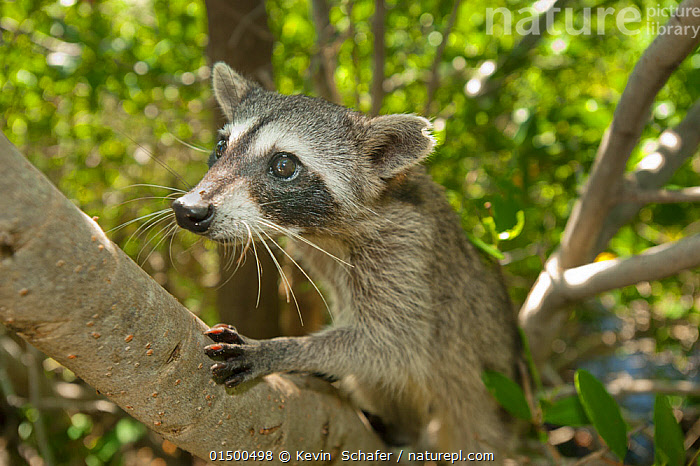 Pygmy Raccoon Pygmy Raccoon (Procyon Pygmaeus) Critically Endangered,
