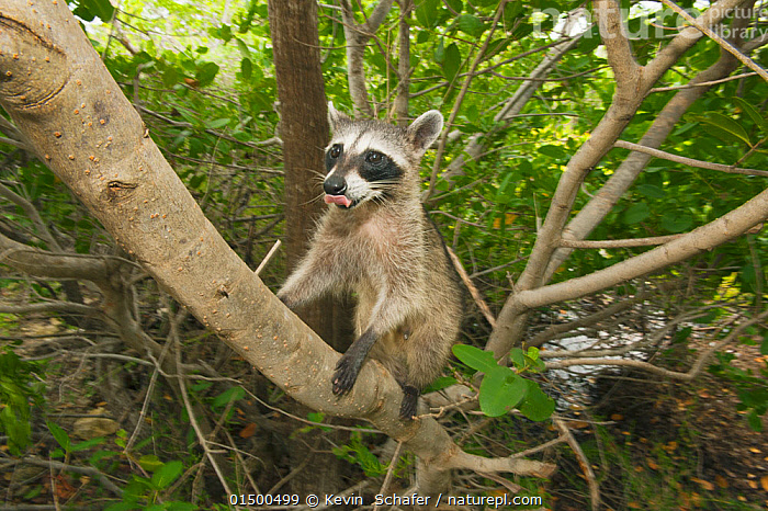 Stock photo of Pygmy Raccoon (Procyon pygmaeus) climbing tree, Cozumel ...