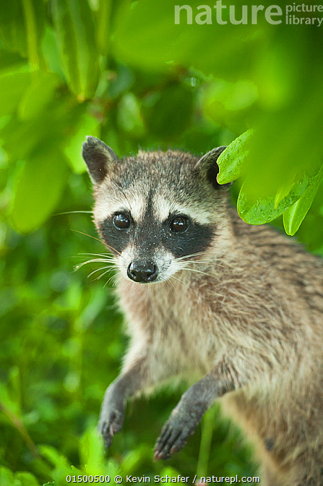 Pygmy Raccoon Pygmy Raccoon (Procyon Pygmaeus) Critically Endangered,
