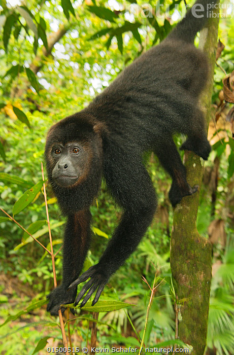 Stock photo of Guatemalan Black Howler Monkey (Alouatta pigra ...