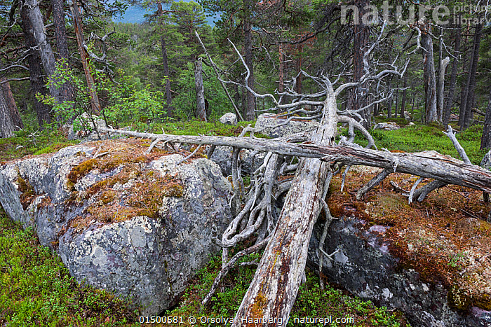 Stock photo of Fallen Scots pine trees (Pinus sylvestris) with ...