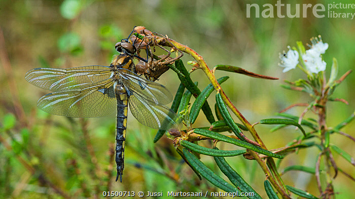Stock photo of Eurasian baskettail dragonfly (Epitheca bimaculata) with ...