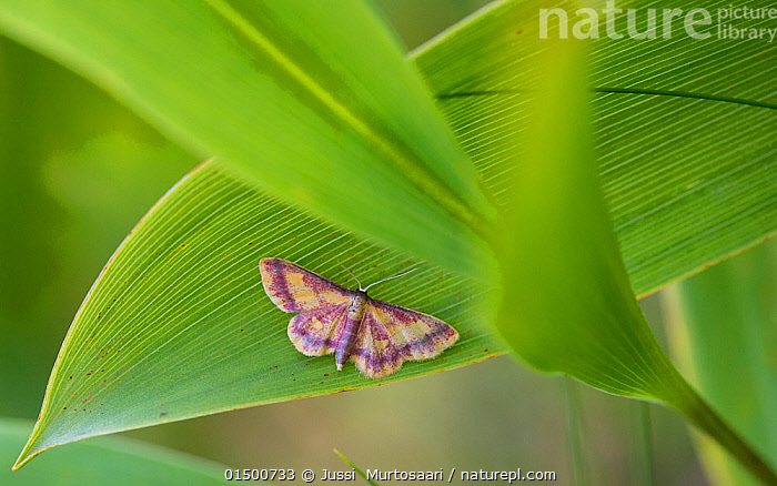 Stock photo of Purple-bordered gold moth (Idaea muricata) Lemland ...