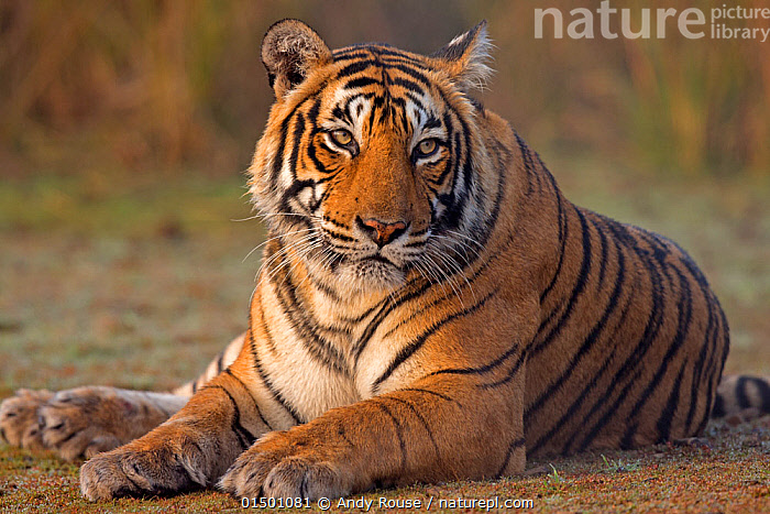 Female Royal Bengal Tiger
