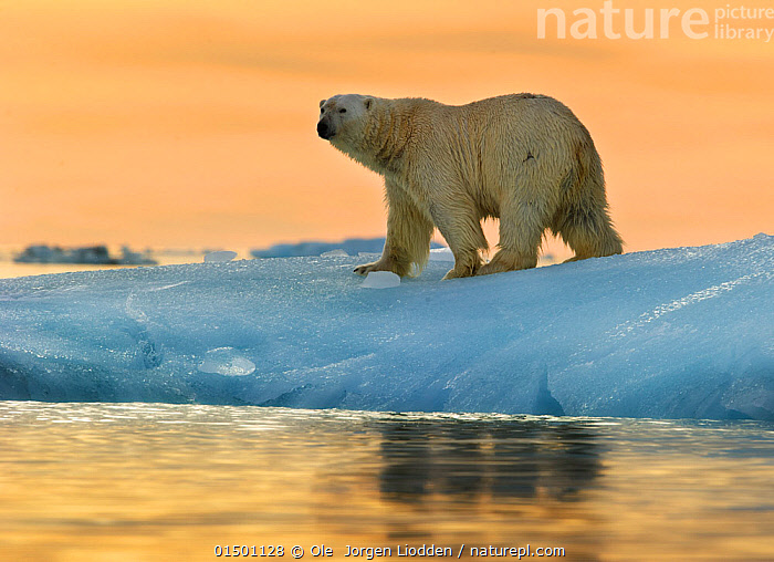 Stock photo of Polar Bear (Ursus maritimus) on ice, Nordaustlandet ...