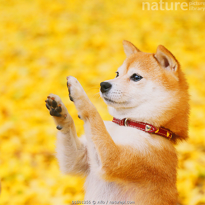 Stock photo of Shiba inu raising standing on hind legs in park with ...