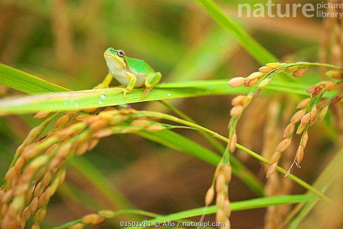 Stock photo of Japanese Tree Frog (Hyla japonica) calling on Rice plant ...