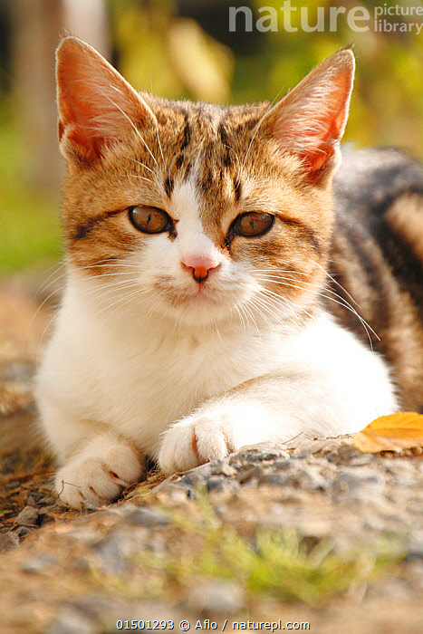Stock photo of Stray cat, tabby with white patches, Chiyoboinari Shrine ...