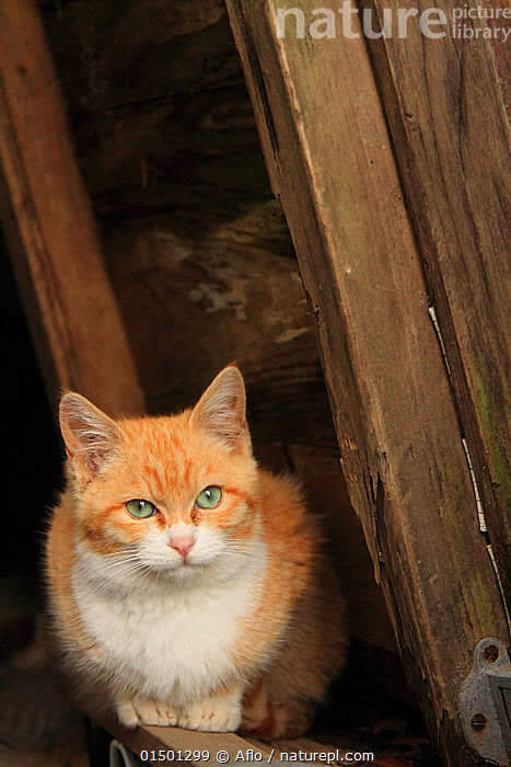 Stock photo of Stray cat, ginger and white patched tabby, Chiyoboinari ...