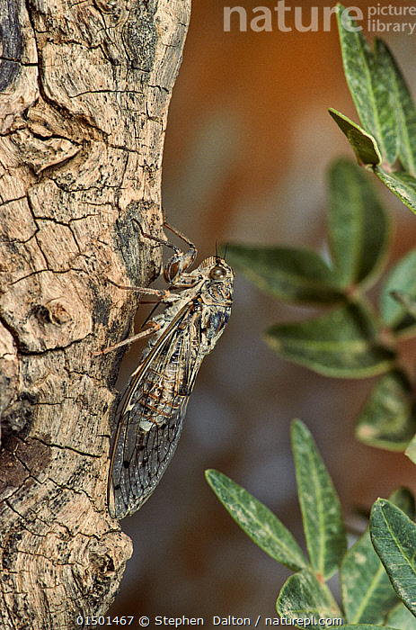 Stock photo of European cicada (Cicada sp) on olive tree, France. April ...
