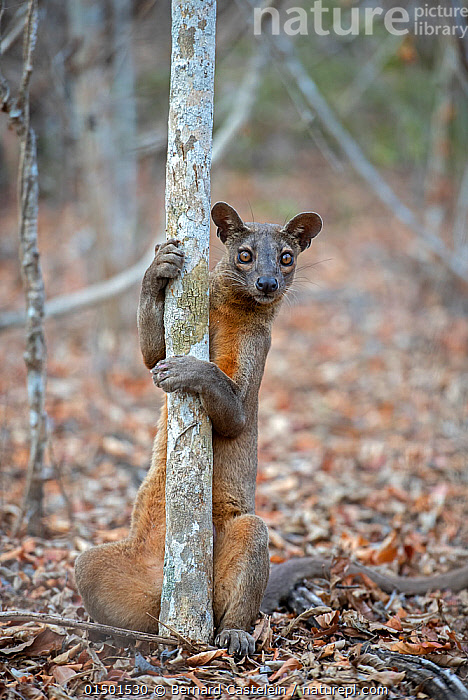 Stock photo of Fossa (Cryptoprocta ferox) male marking territory onto a ...