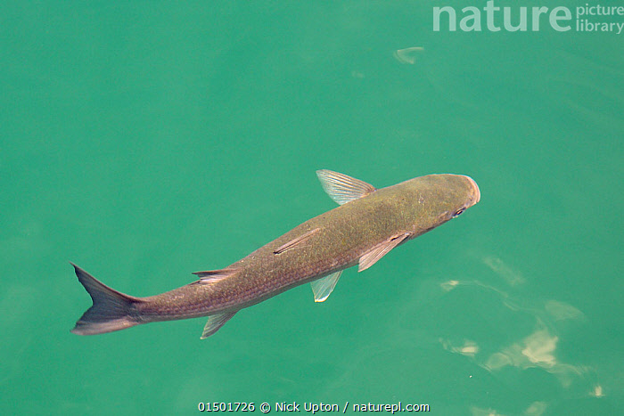 Stock photo of Thick-lipped grey mullet (Chelon labrosus) swimming, Los ...