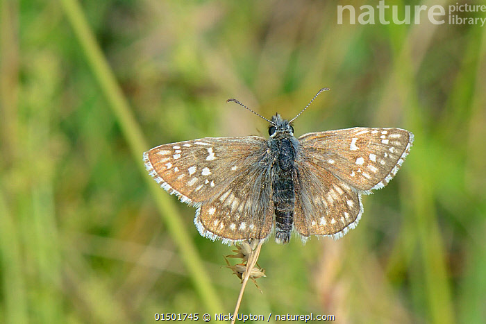 Stock photo of Safflower skipper butterfly (Pyrgus carthami) sunning in ...