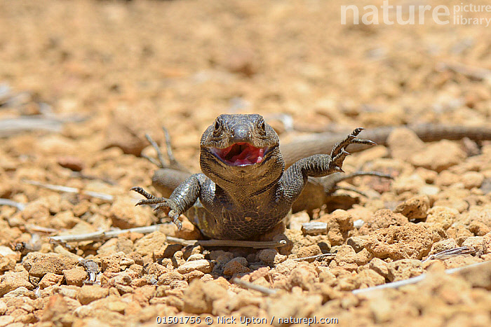 Stock photo of Head on view of a male Tenerife lizard / Western ...