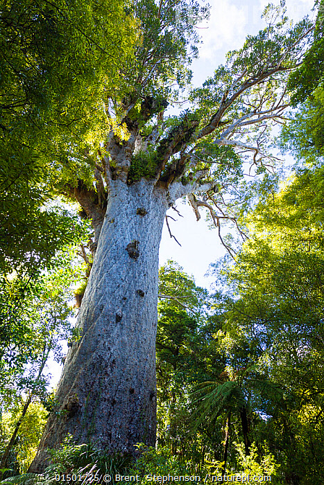 Stock photo of Tane Mahuta, the largest known Kauri tree (Agathis ...