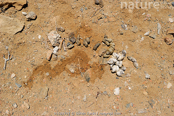 Stock photo of Droppings and urine of brown hyena Hyaena brunnea ...