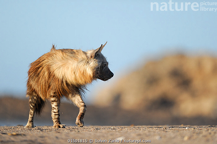 Stock photo of Brown hyena (Hyaena brunnea), Sperrgebiet National Park ...
