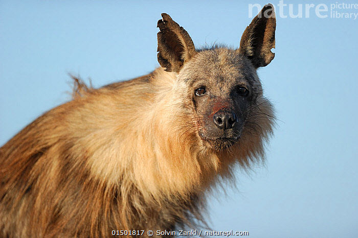 Stock photo of Brown hyena (Hyaena brunnea), Sperrgebiet National Park ...