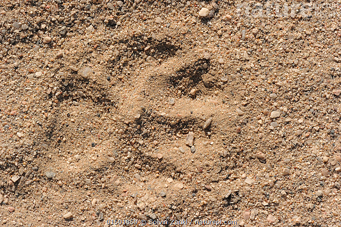 Stock photo of Brown hyena (Hyaena brunnea) footprint, Sperrgebiet ...