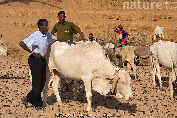 Stock photo of Save the Elephants staff looking at starving cattle in ...