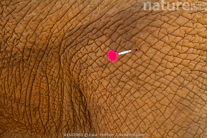 Stock photo of Tranquilizer dart in African elephant (Loxodonta ...