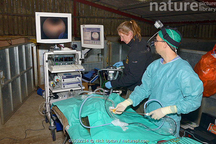 Stock photo of Veterinarian Romain Pizzi of the Royal Zoological ...