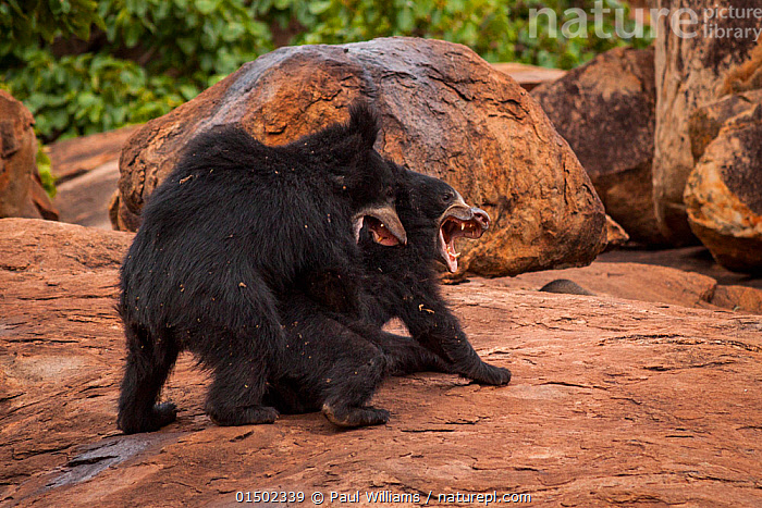 Stock photo of Sloth bear (Melursus ursinus) fighting on rocks, Daroji ...
