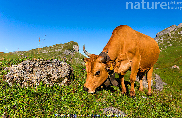 Stock photo of Tarentaise cow in meadow, French Alps, France ...