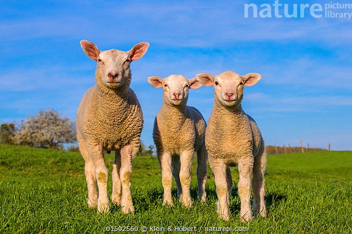 Stock photo of Three lambs in meadow in spring. France.. Available for ...