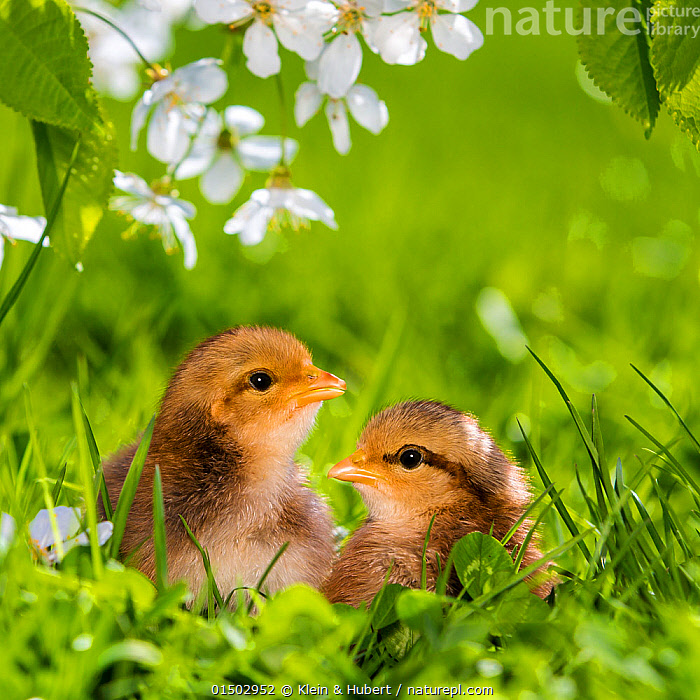 Stock photo of Two domestic hen chicks in grass and cherry blossoms in ...