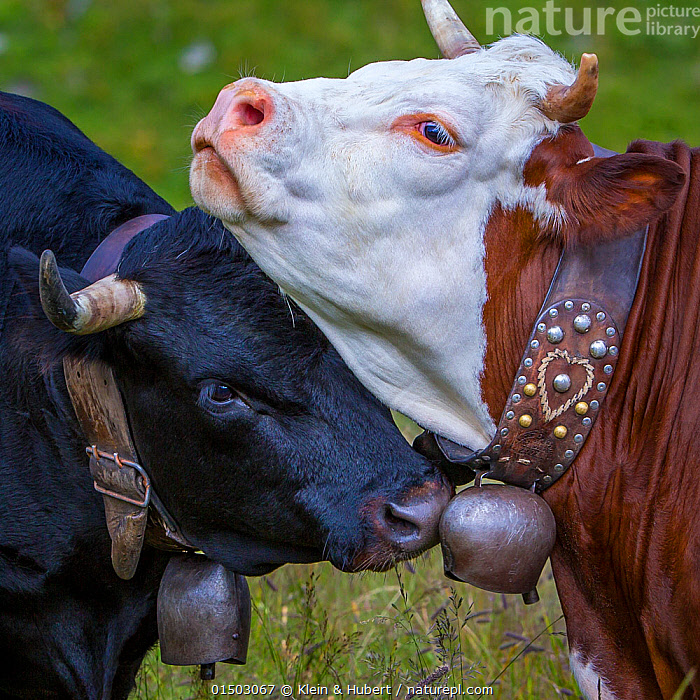 Stock photo of Valdostana pezzata rossa cow licking a Valdostana ...
