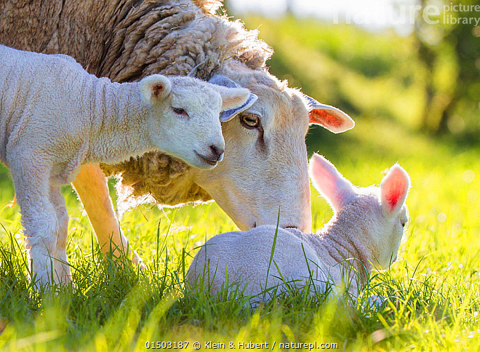 Stock photo of Ewe with twin lambs in meadow in spring. France ...