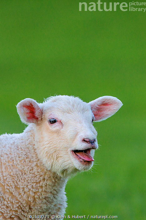 Stock photo of Portrait of lamb bleating in meadow in spring. France ...