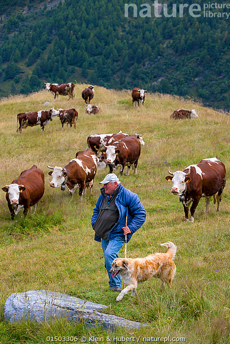 Stock photo of Herd of Valdostana cows and herdsman with dog on alpine ...