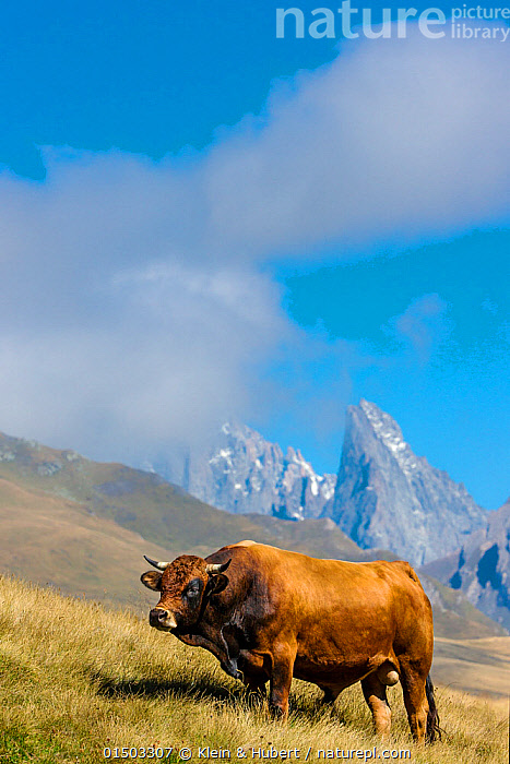 Stock photo of Tarine or Tarentaise bull in alpine meadow, French Alps ...