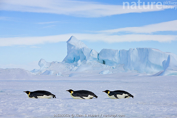 Stock photo of Three Emperor penguin (Aptenodytes forsteri) sliding on ...