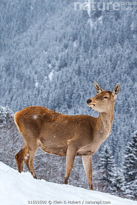Stock photo of Red deer (Cervus elaphus) doe standing in snow, Germany ...